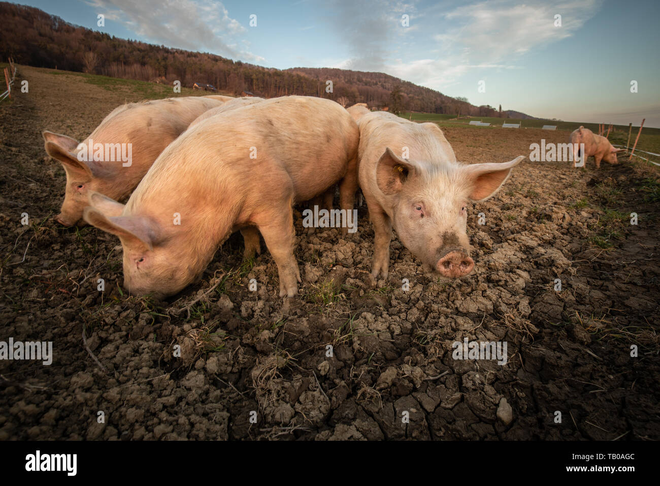 Pigs eating on a meadow in an organic meat farm - wide angle lens shot ...