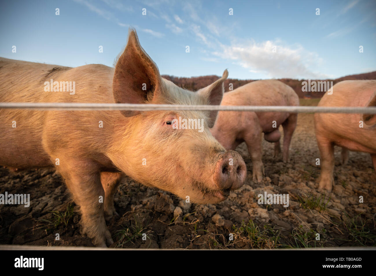 Pigs eating on a meadow in an organic meat farm Stock Photo - Alamy