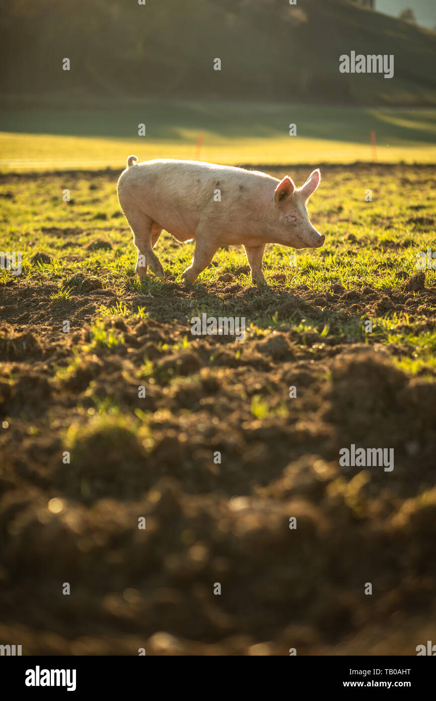 Pigs eating on a meadow in an organic meat farm Stock Photo - Alamy
