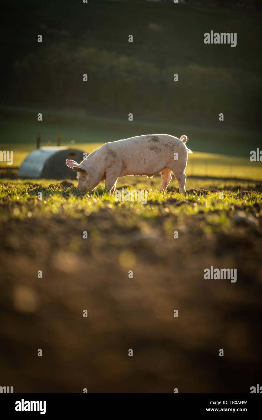 Pigs eating on a meadow in an organic meat farm Stock Photo - Alamy