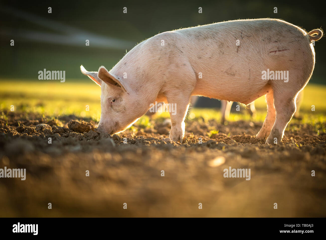 Pigs eating on a meadow in an organic meat farm Stock Photo - Alamy