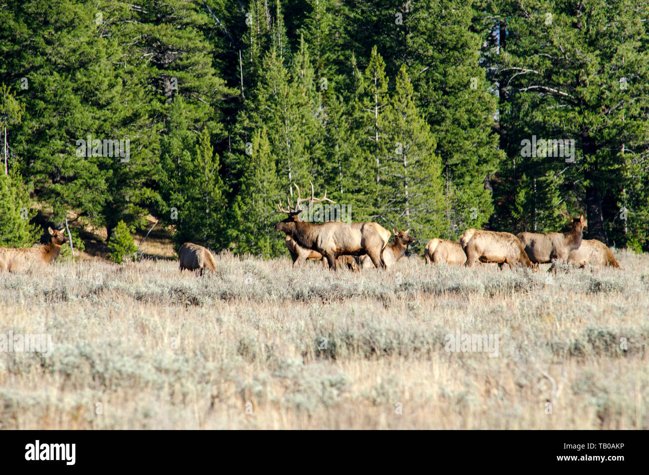 Herd of Elk grazing and in the Grand Teton National Park in the U.S ...