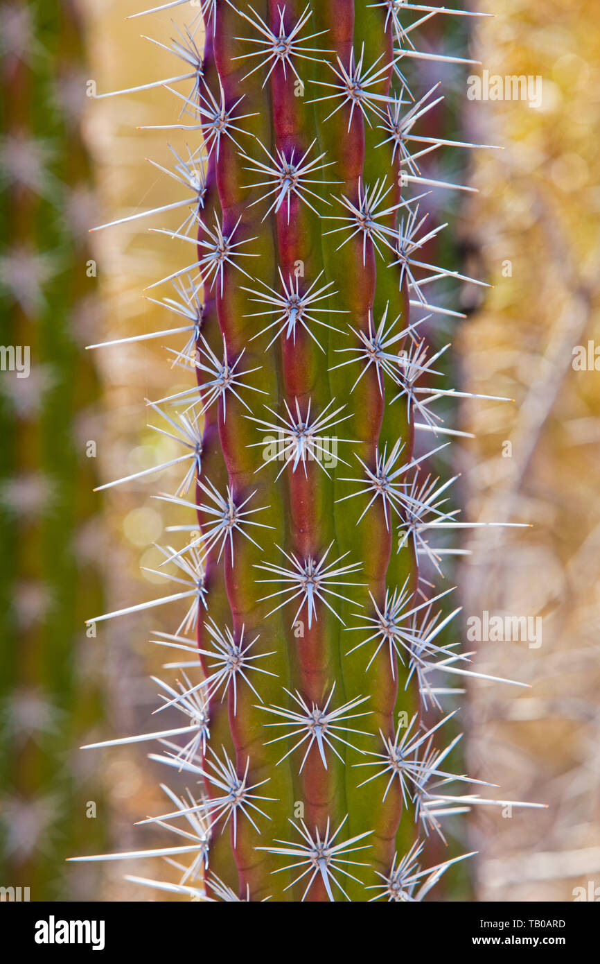 Cactus at Phoenix Desert Botanical Gardens, Phoenix, Arizona, USA Stock ...