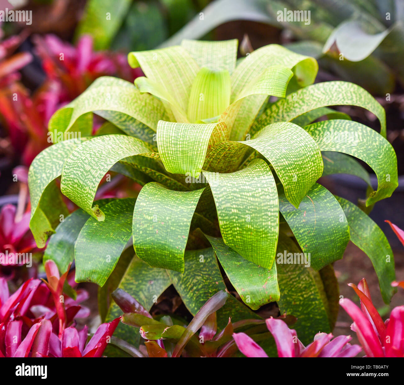 Bromeliad green leaves large garden colorful of striped bromeliad ...