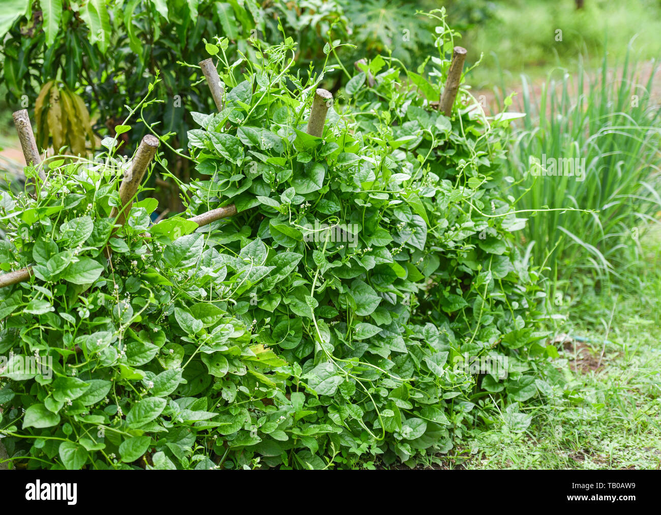 Fresh Ceylon Spinach green plant tree growing on vine in the plantation ...
