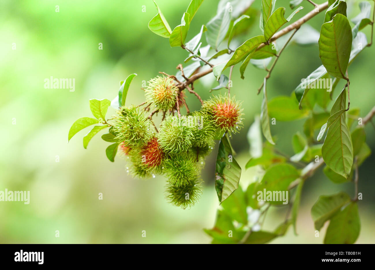 Rambutan Tree Leaf