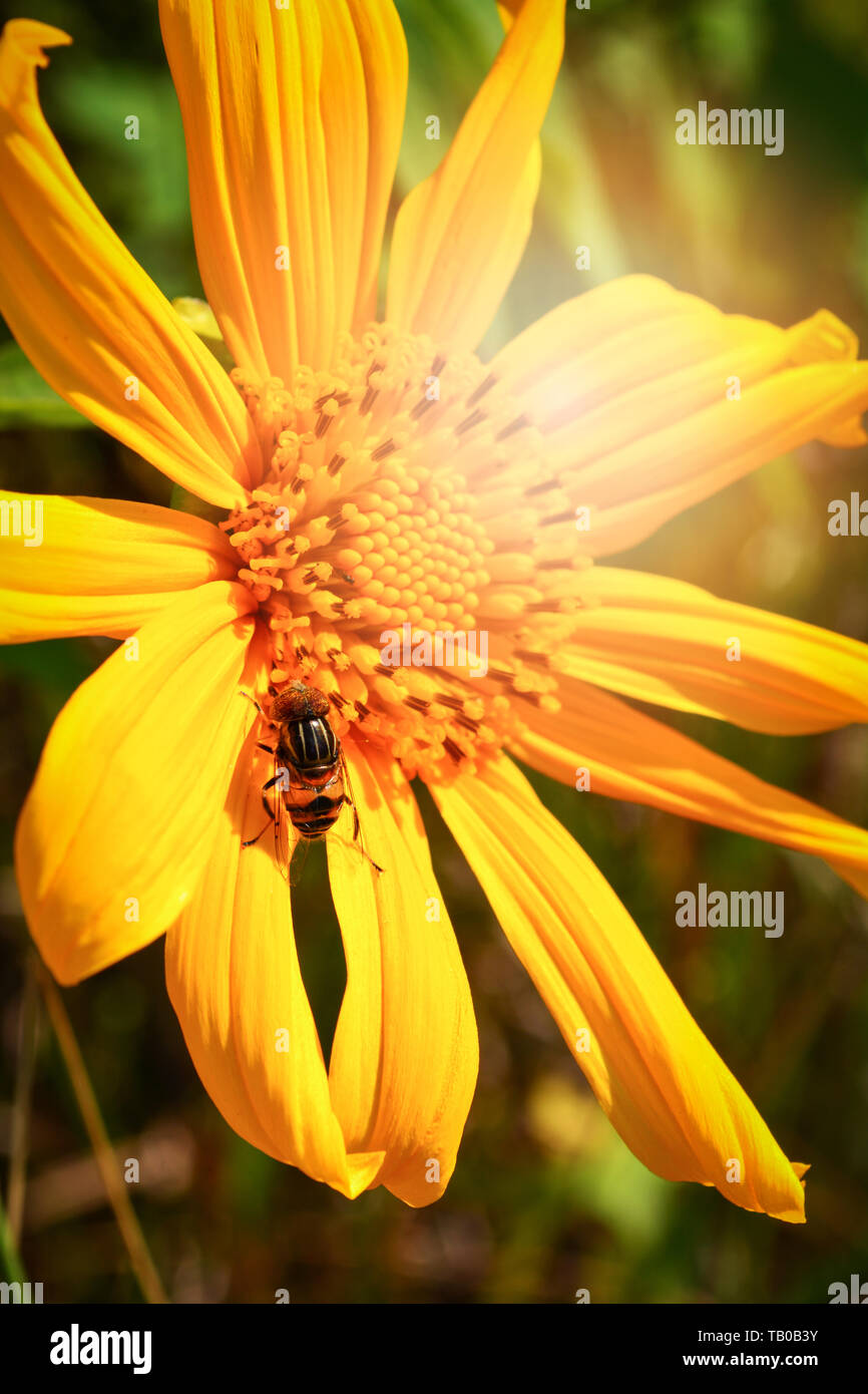 Beautiful mexican sunflower nitobe chrysanthemum hi-res stock ...