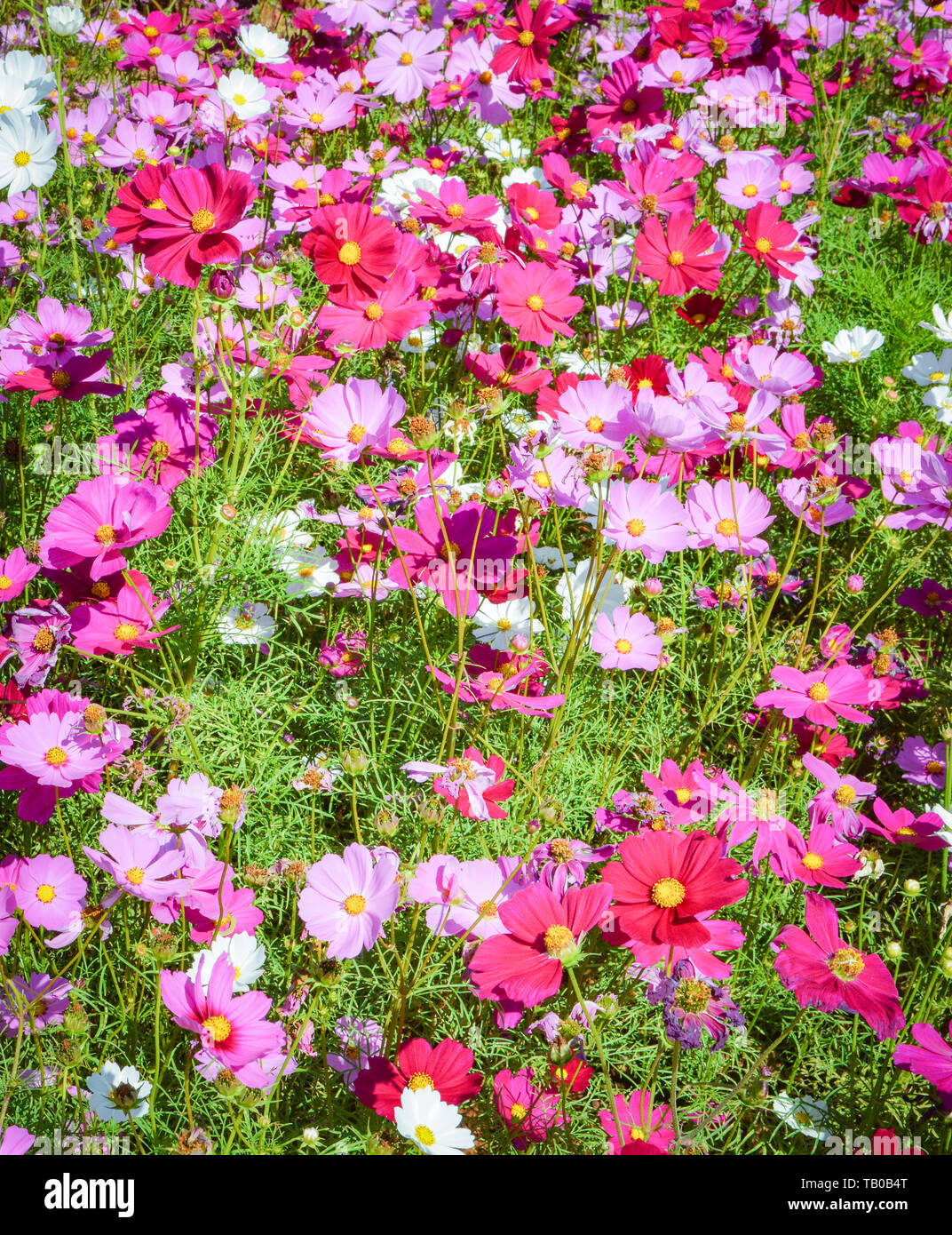 pink and white cosmos field beautiful spring flowers garden blossom on ...