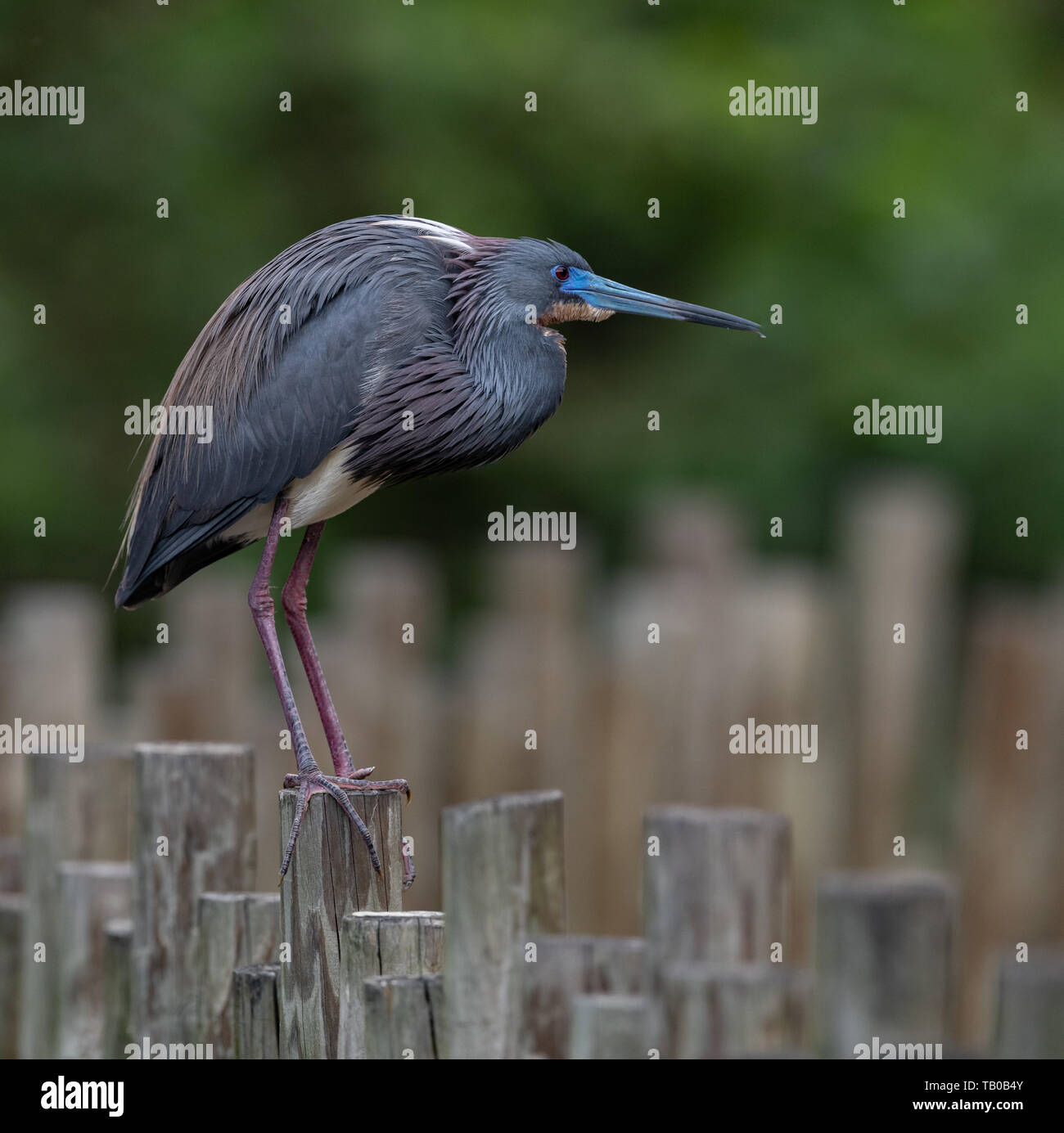 Tricolored Heron in Florida Stock Photo - Alamy