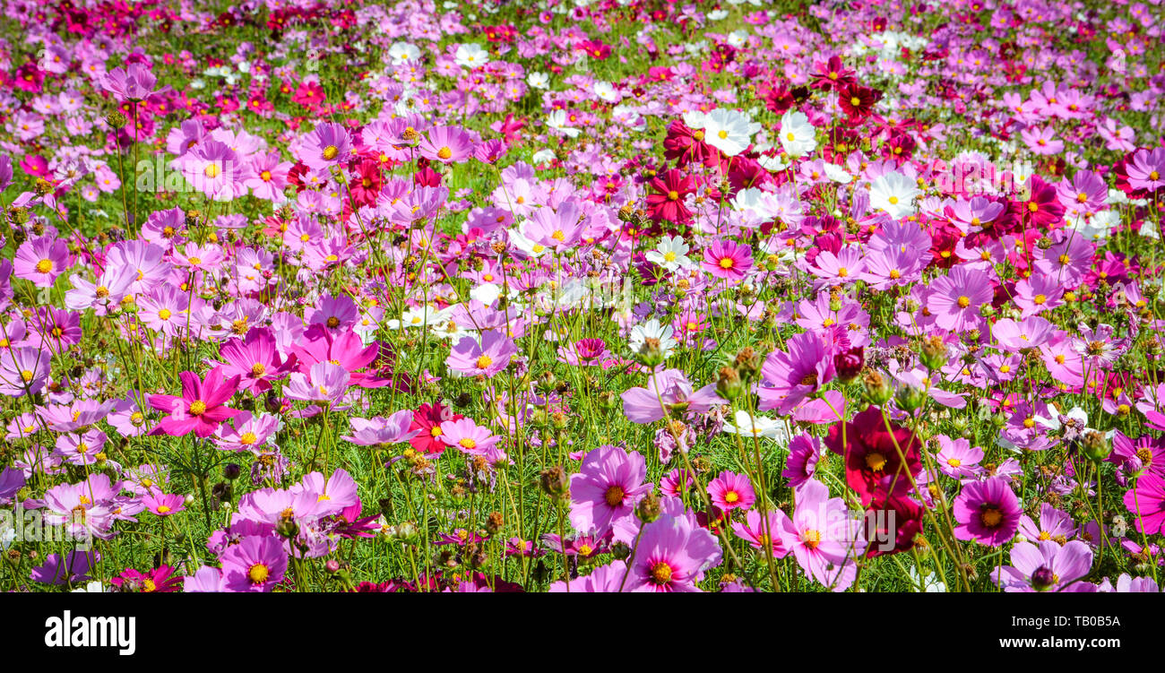 pink and white cosmos field beautiful spring flowers garden blossom on ...