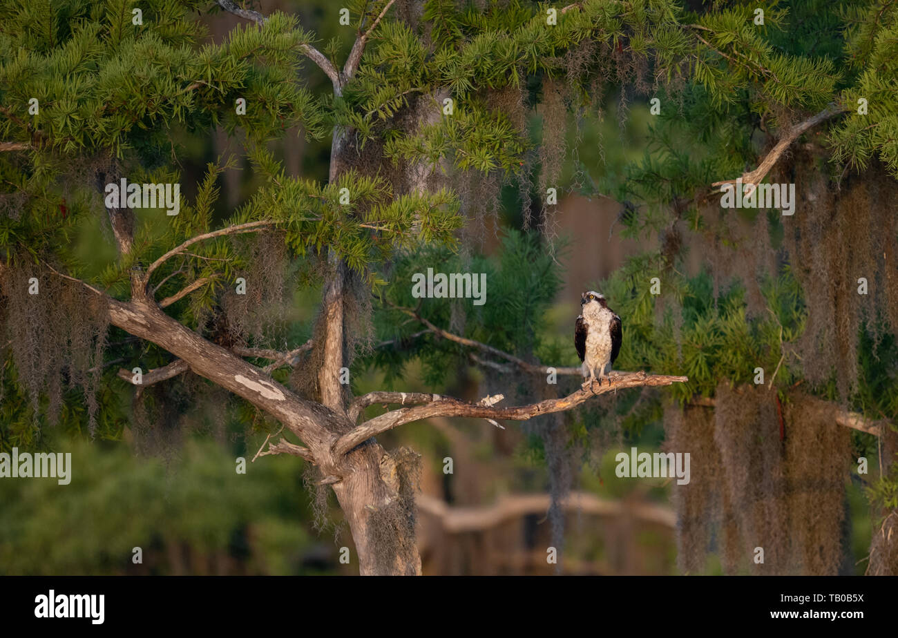 Osprey in Florida Stock Photo - Alamy
