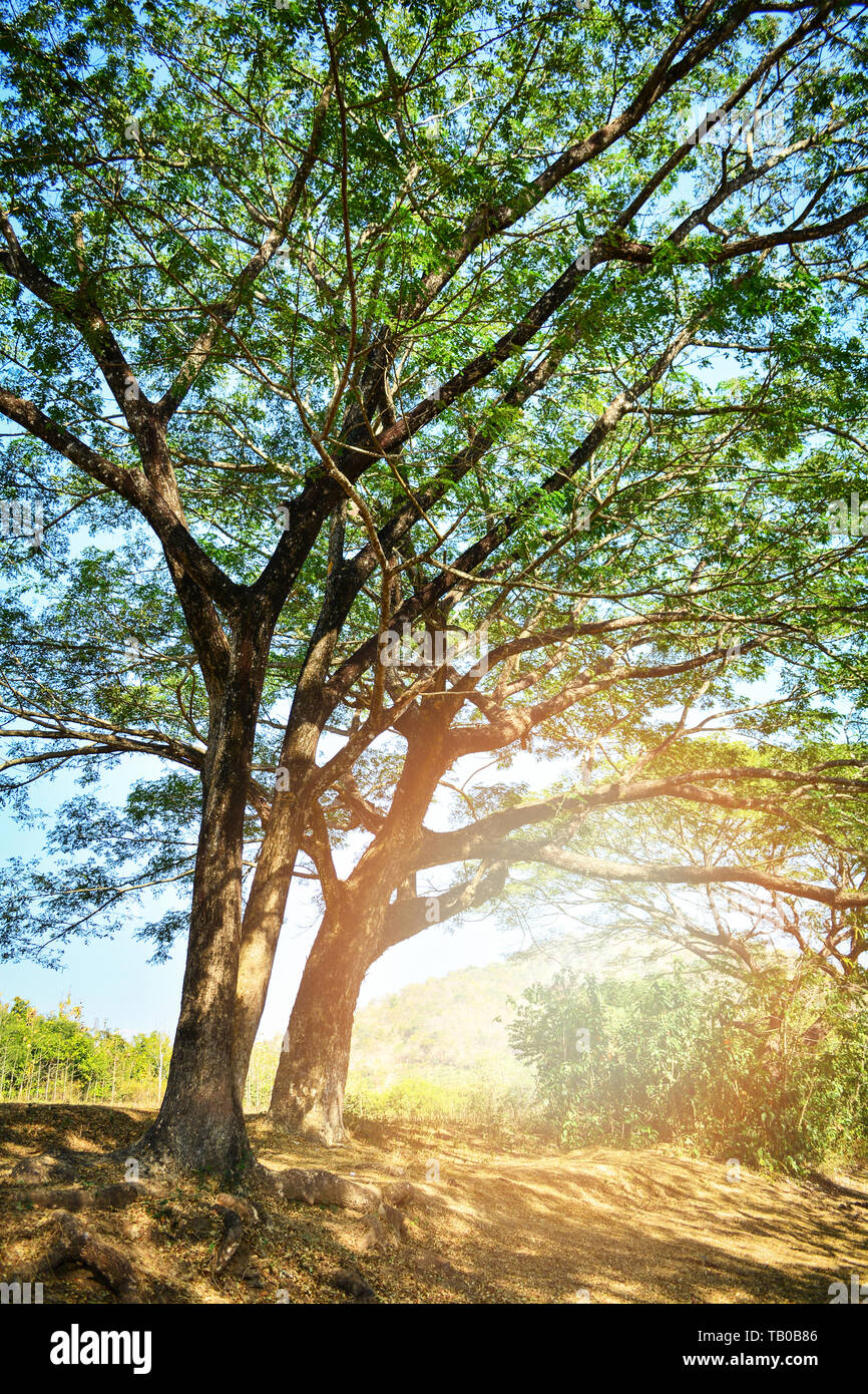 The big old tree of samanca saman tree in summer daylight Stock Photo ...