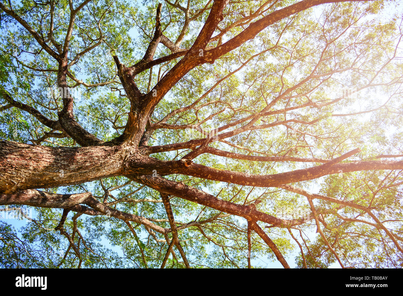 Looking up on tree / View under tree of Samanca Saman Stock Photo - Alamy