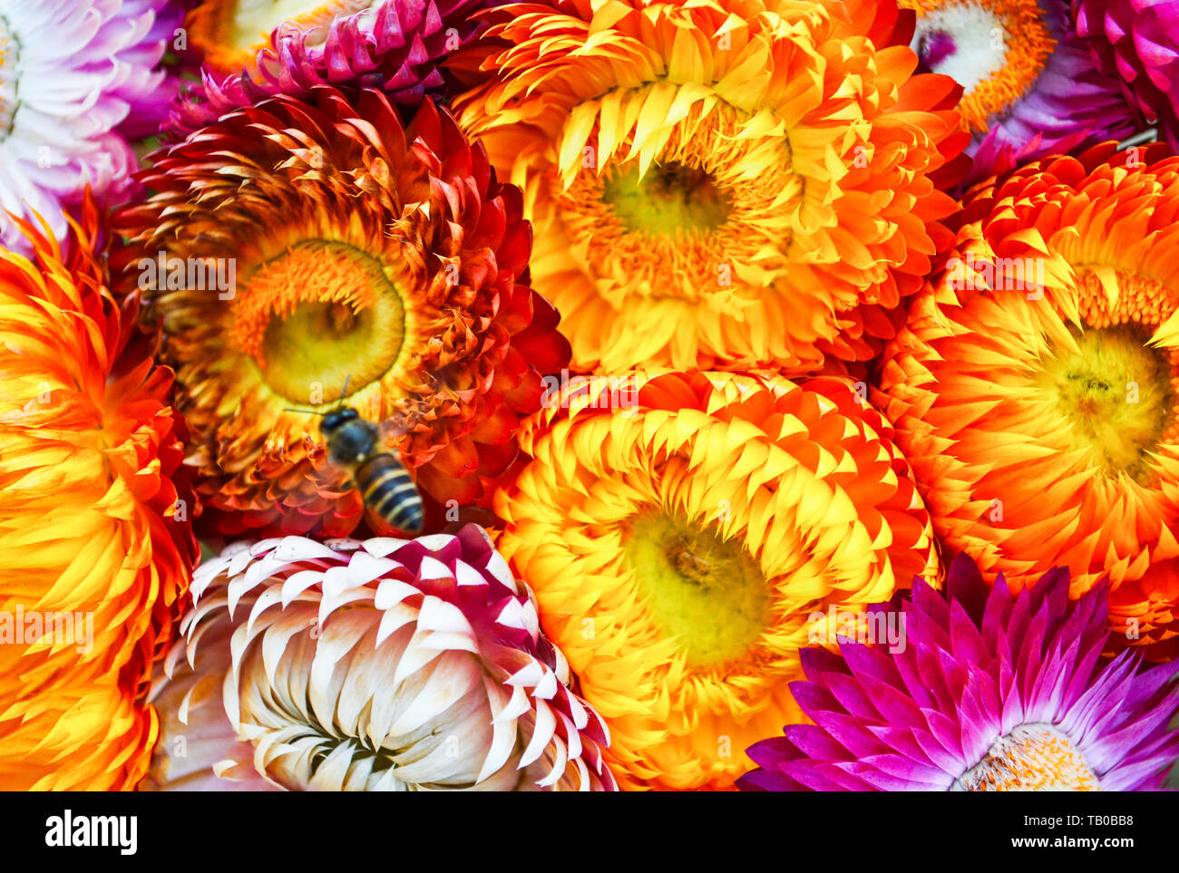 everlasting flower texture background / bouquet colorful straw flower ...