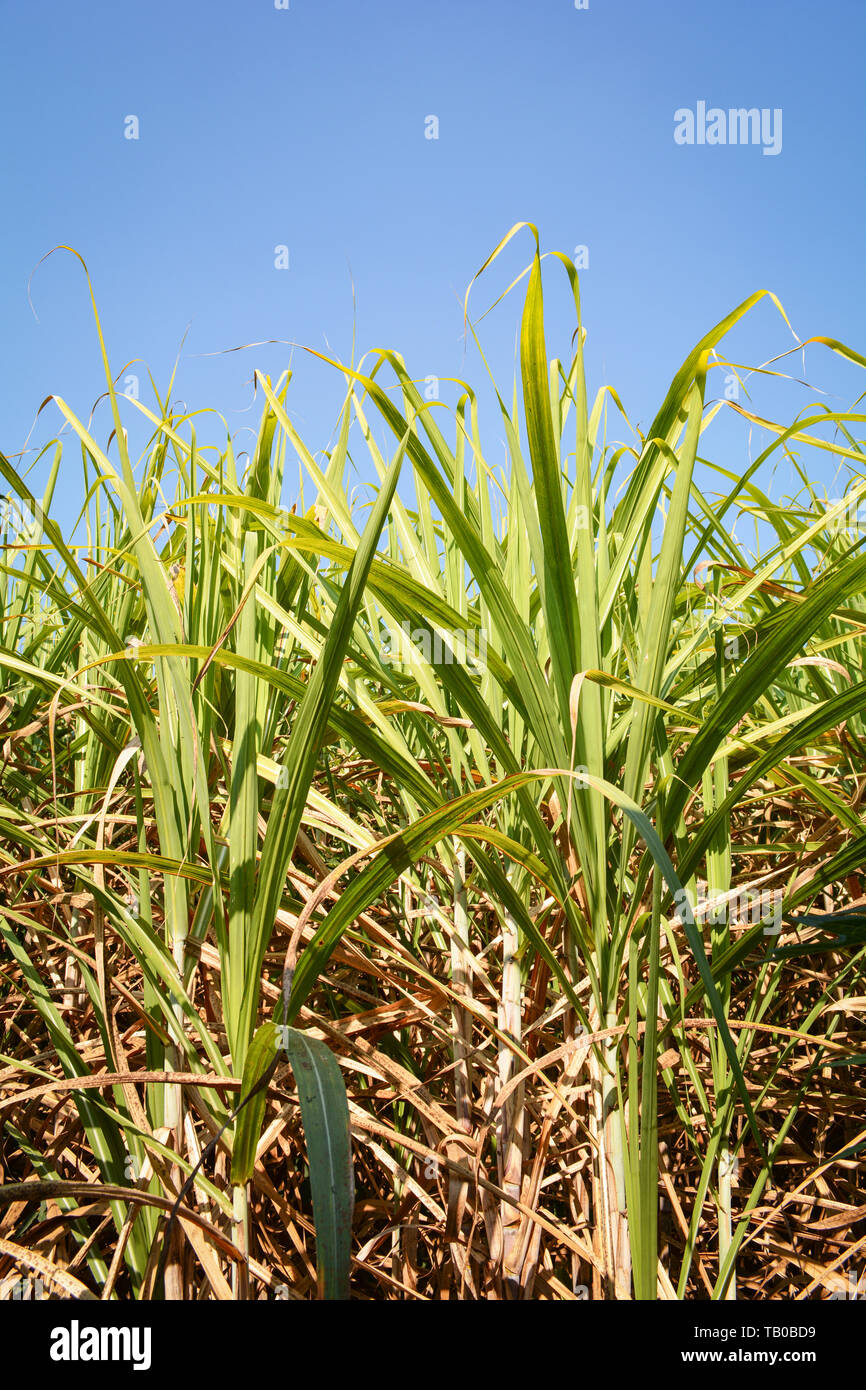Sugar cane tree hi-res stock photography and images - Alamy