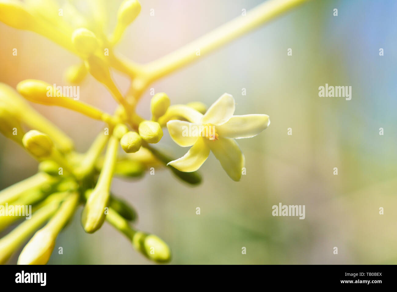 Papaya buds hi-res stock photography and images - Alamy