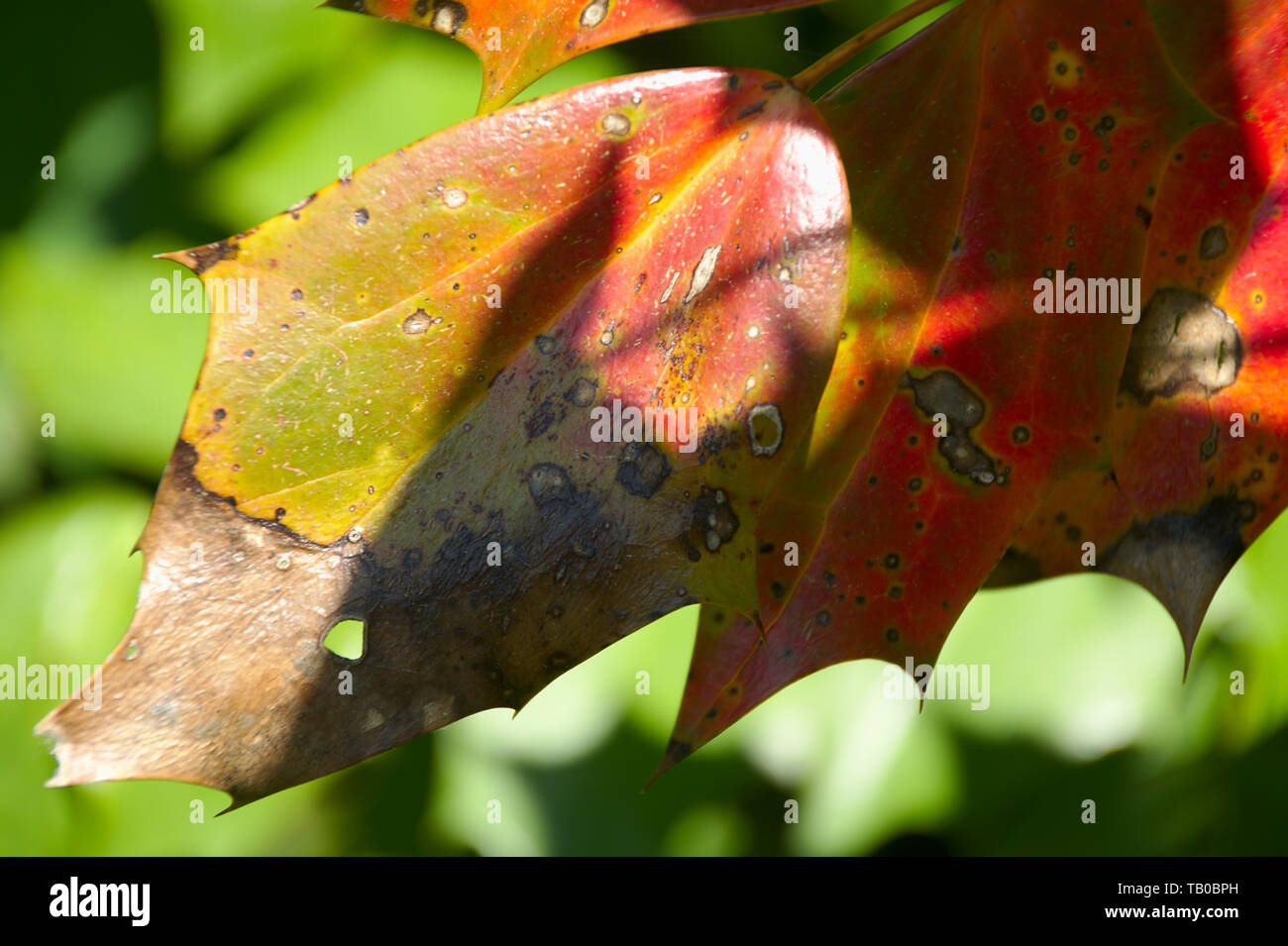 Closeup of Orange and Red Holly leaves Stock Photo - Alamy