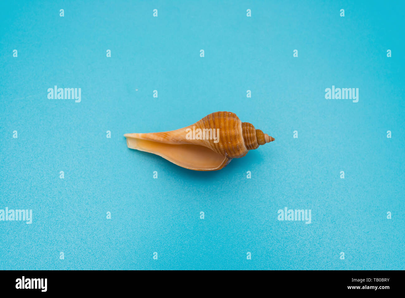 conch shell on a blue background Stock Photo - Alamy