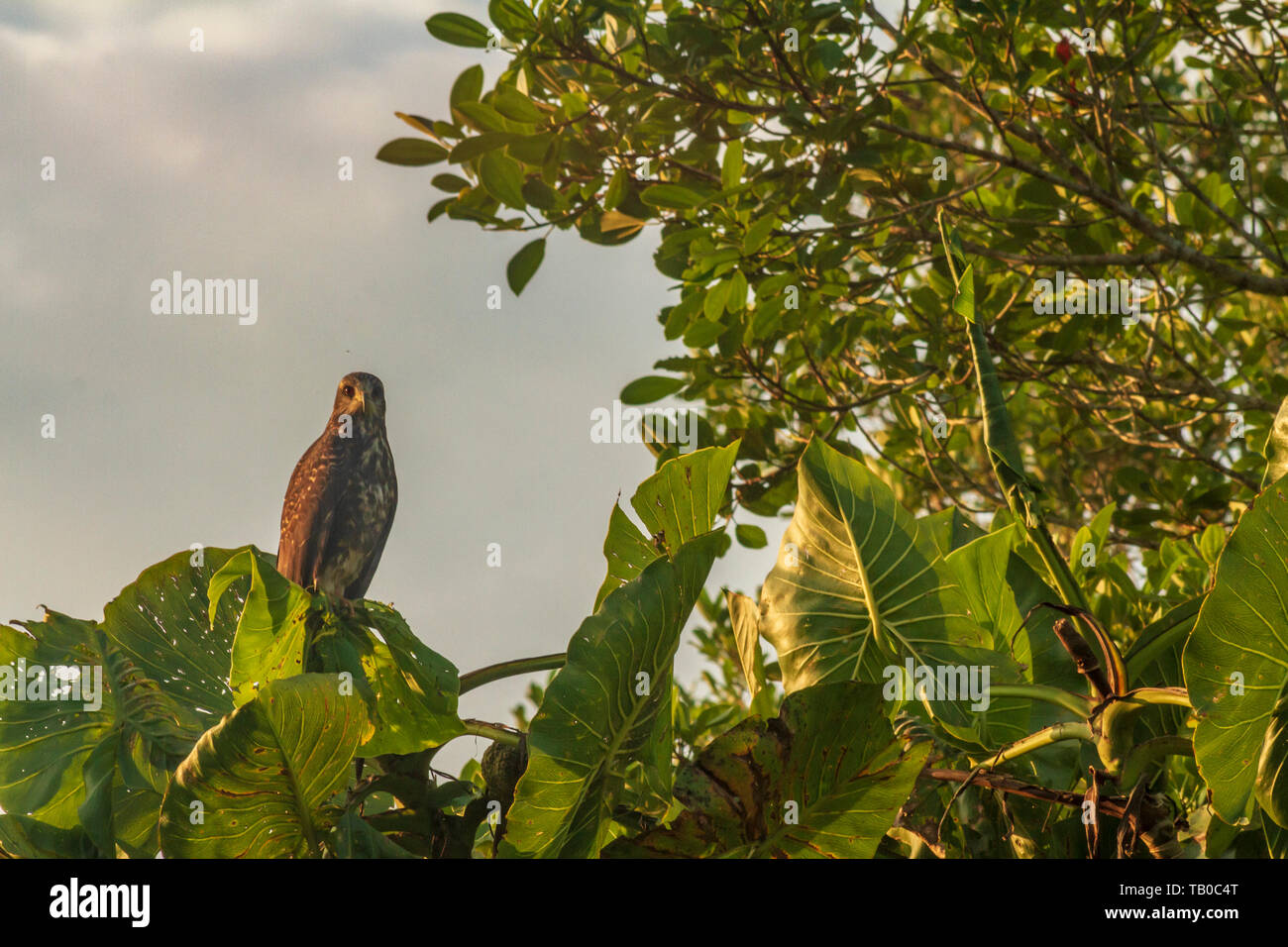Hawk standing in a branch in Yasuni National Park in Ecuador Stock ...