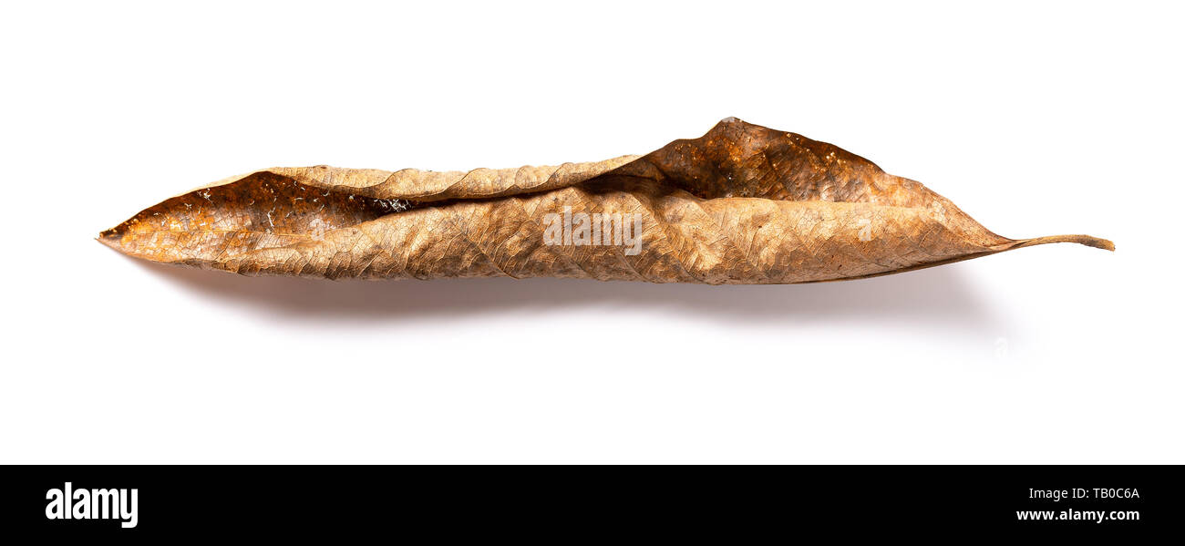 a rolled and faded leaf on a white background Stock Photo - Alamy