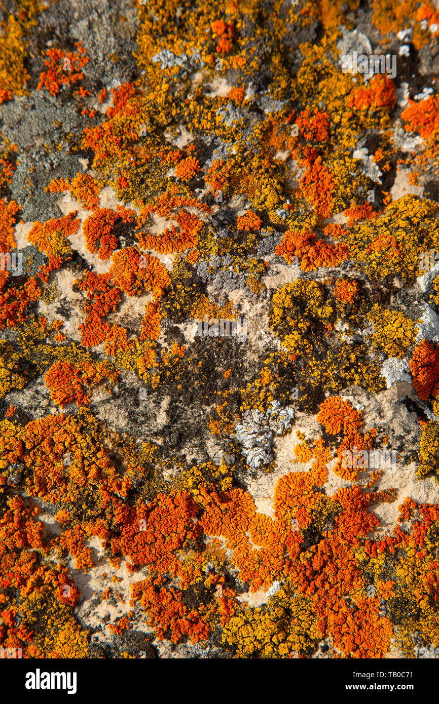 Lichen, Clark's Lookout State Park, Lewis and Clark National Historic ...