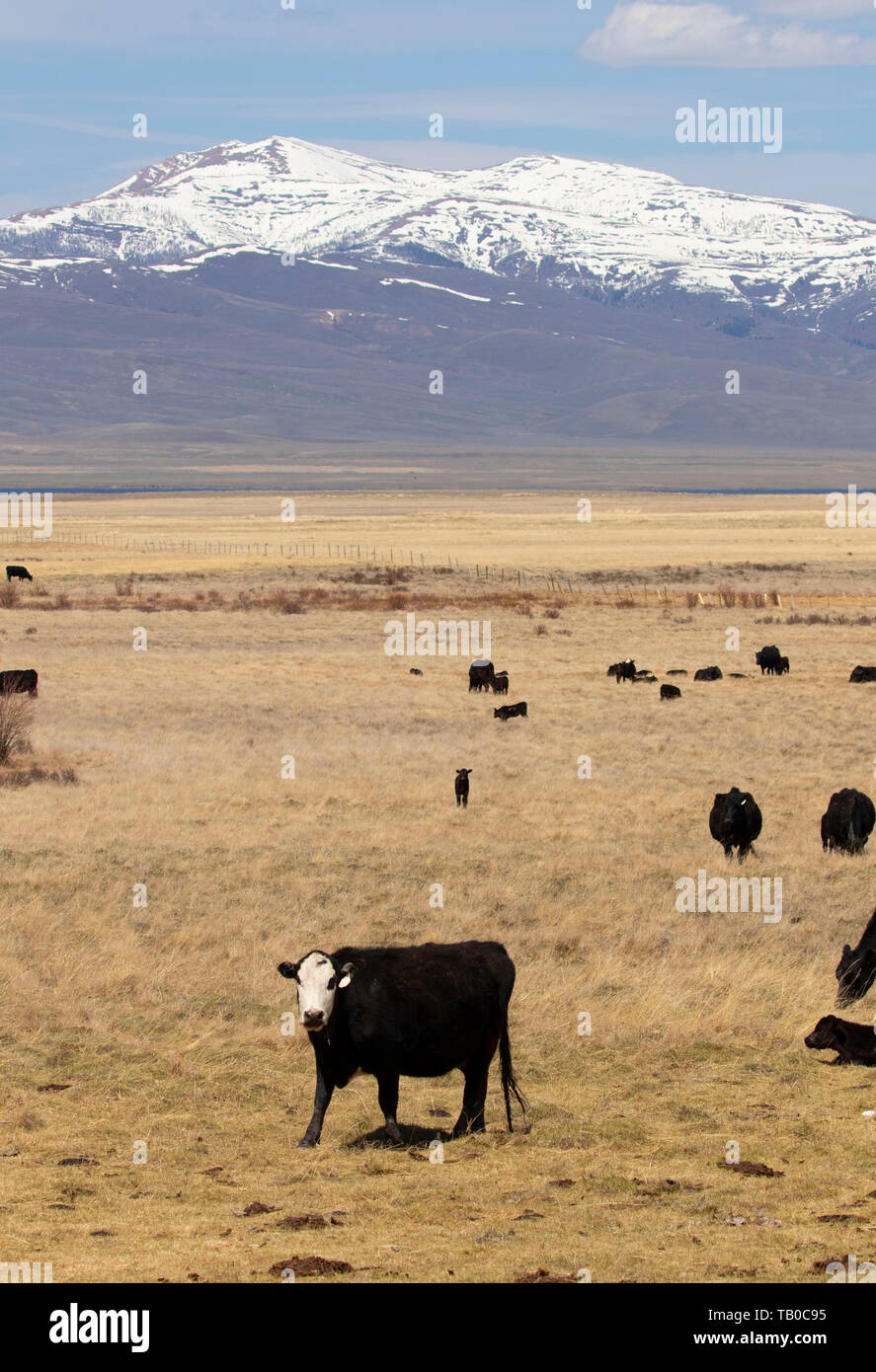 Beaverhead county hi-res stock photography and images - Alamy