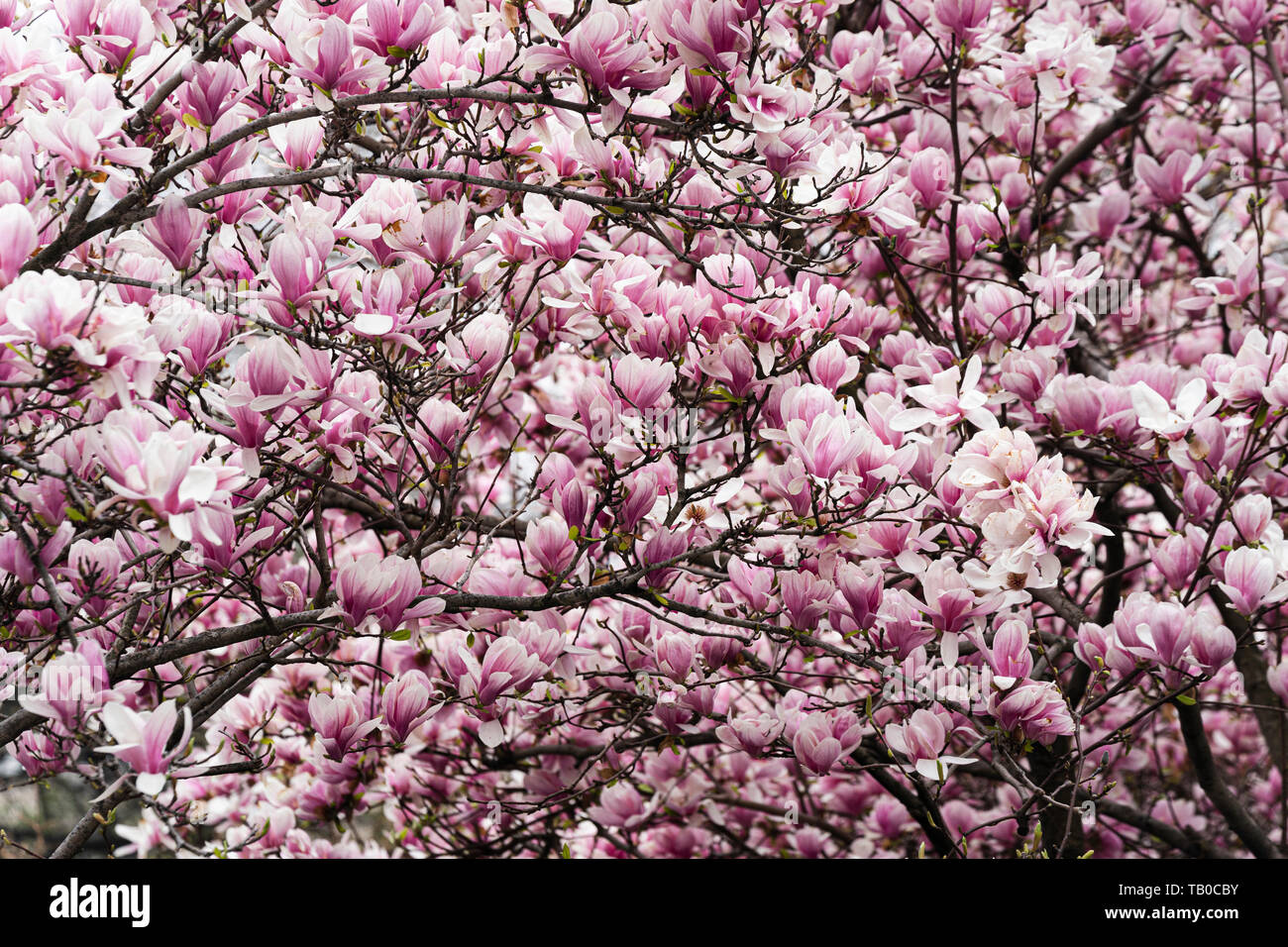 Spring time: blooming magnolia tree Stock Photo - Alamy
