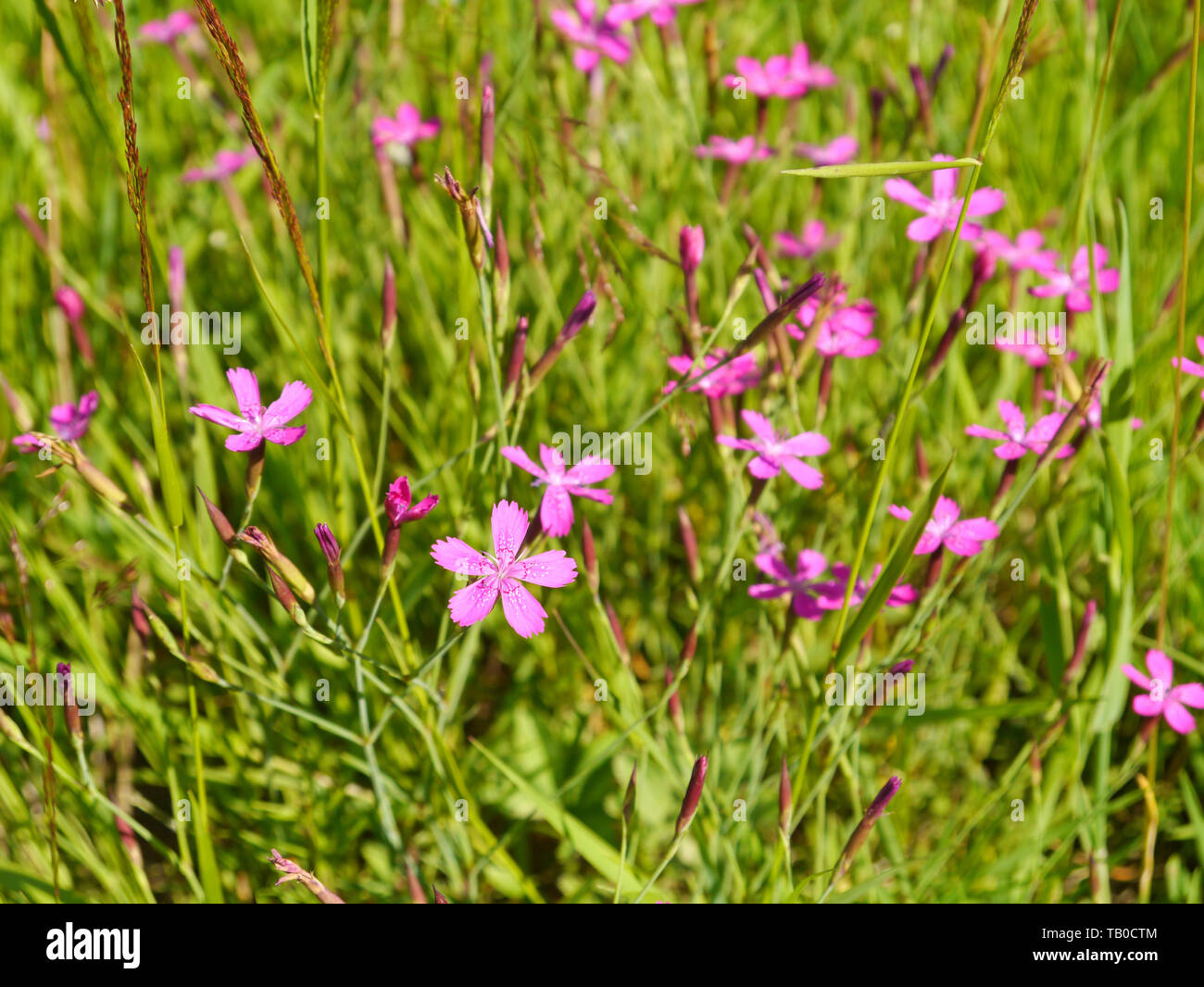 Dianthus rosa hi-res stock photography and images - Alamy