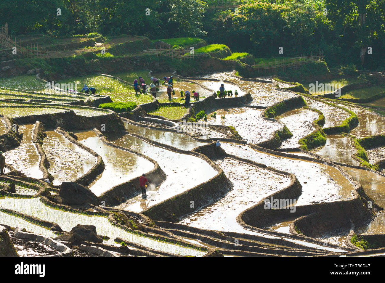 Ethnic farmers planting rice on the fields Stock Photo - Alamy