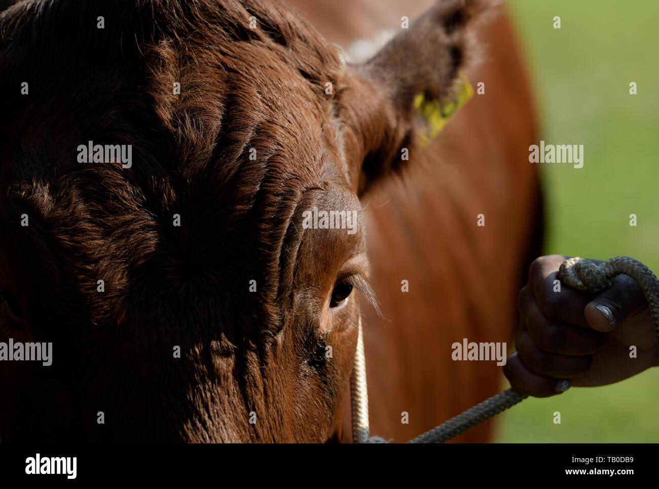 Close up, detail, eye and face of steer, hand holding harness, animal ...