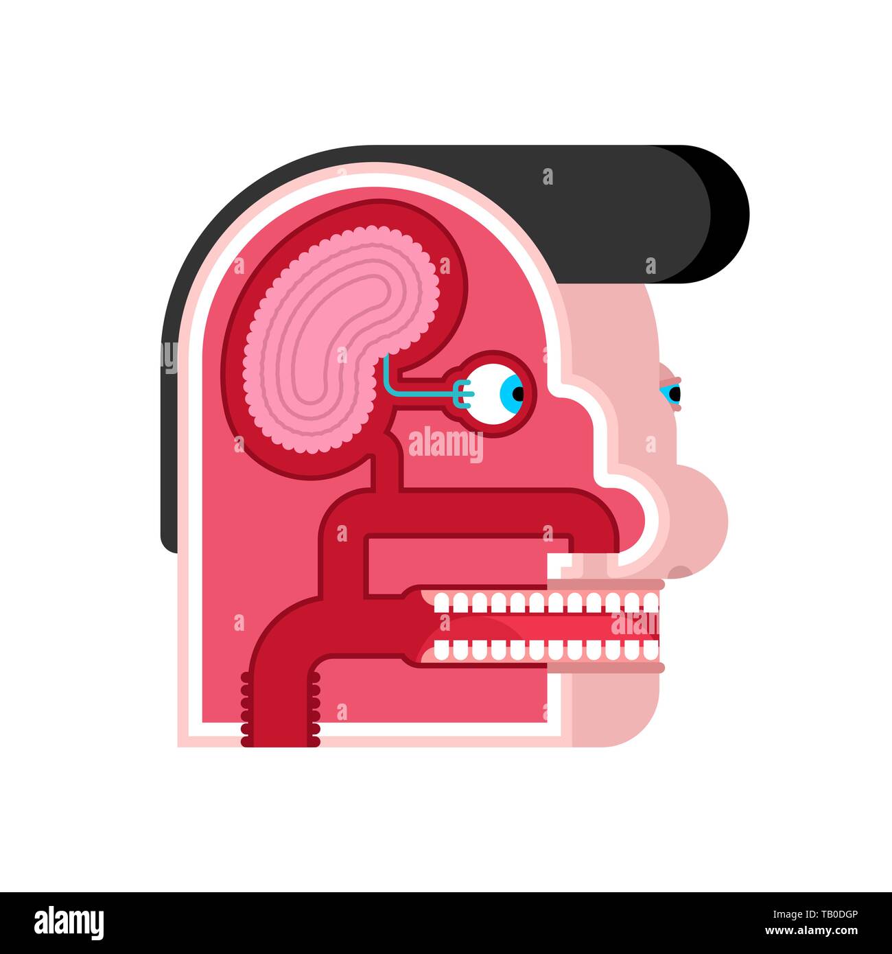 Anatomy Head cartoon Internal scheme. Brain and eye. Taste buds. Skull ...