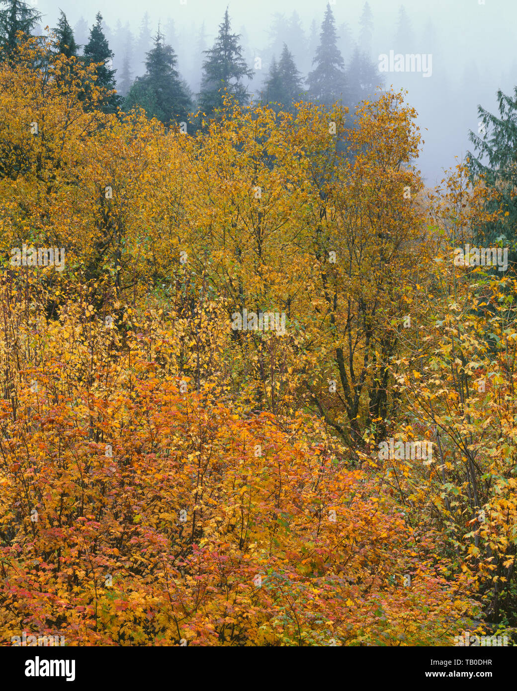 USA, Washington, North Cascades National Park, Fall colored bigleaf ...