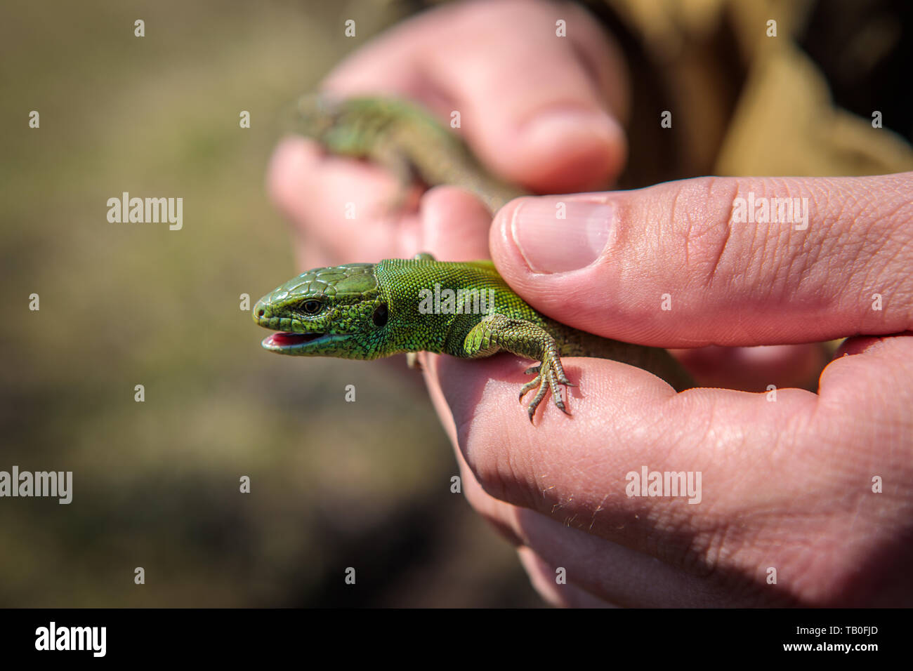 male sand lizard in the hands Stock Photo - Alamy