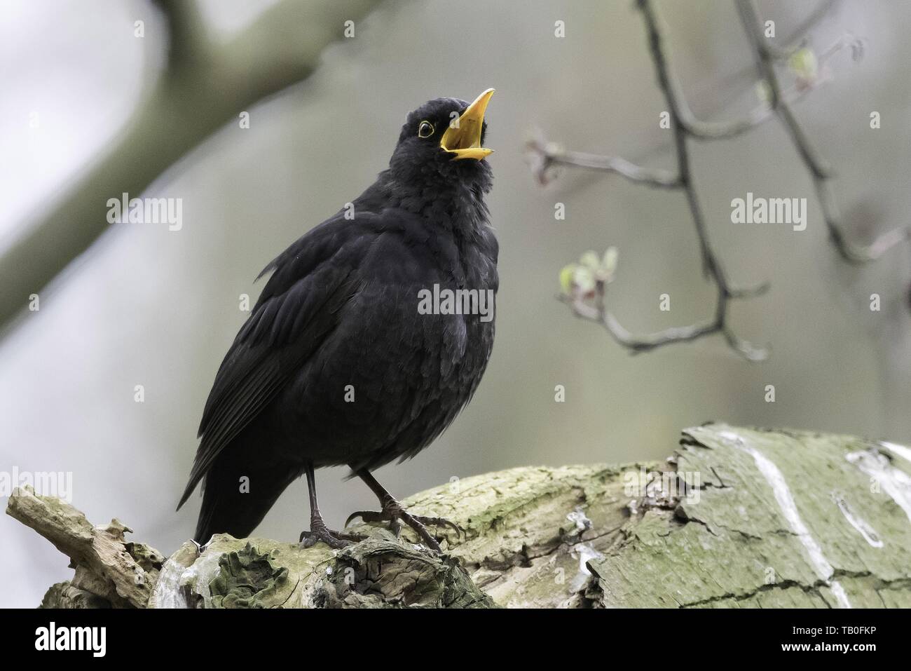 Blackbirds beaks hi-res stock photography and images - Alamy