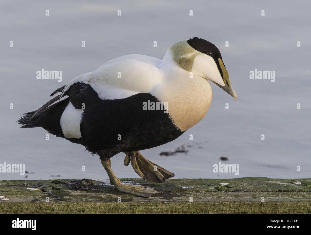 common eider duck Stock Photo - Alamy