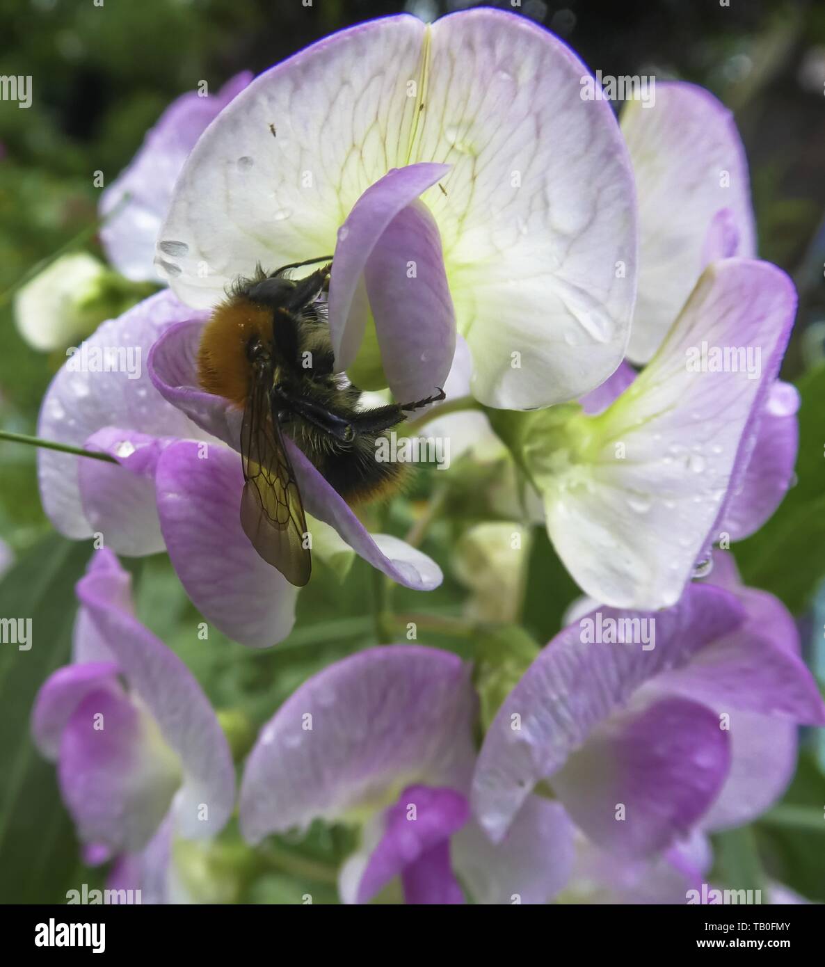 Bumblebee profile hi-res stock photography and images - Alamy