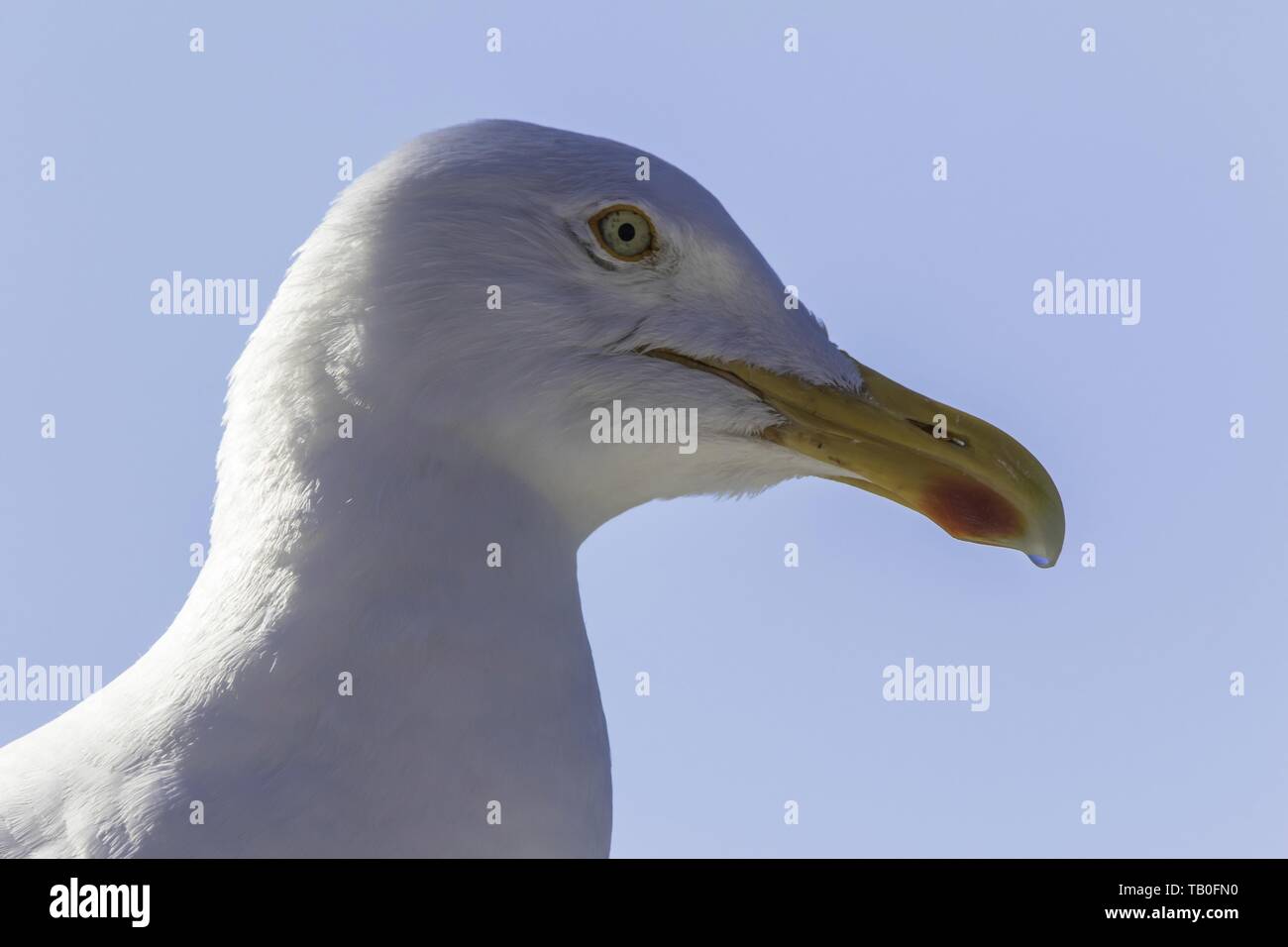 Common European Gull Stock Photo - Alamy