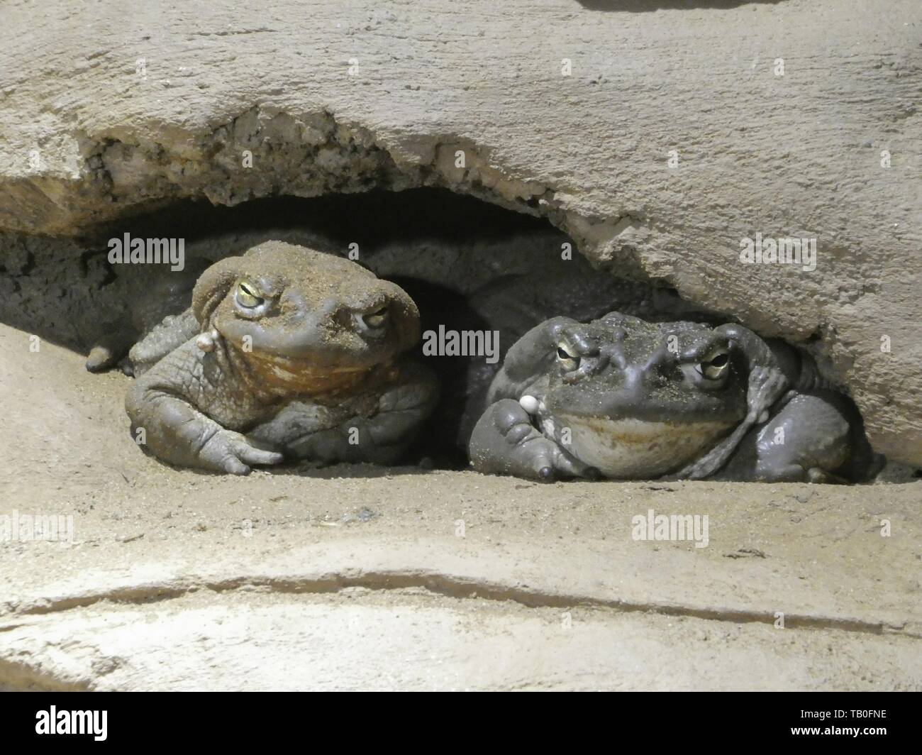 Colorado River toads Stock Photo - Alamy