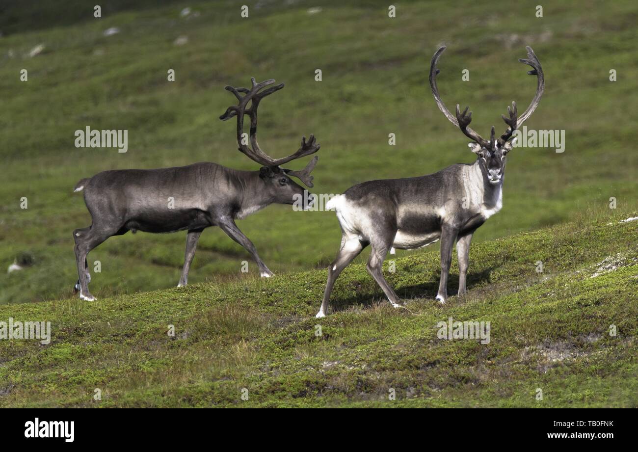 Action of two reindeer hi-res stock photography and images - Alamy