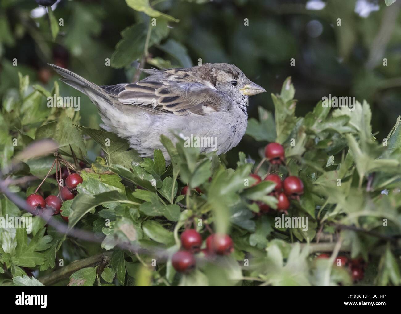 English house sparrow Stock Photo - Alamy