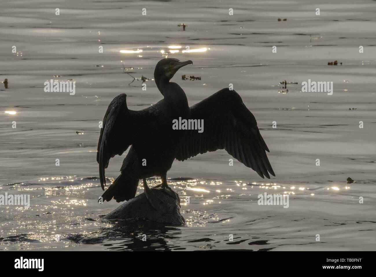 Cormorant outline hi-res stock photography and images - Alamy