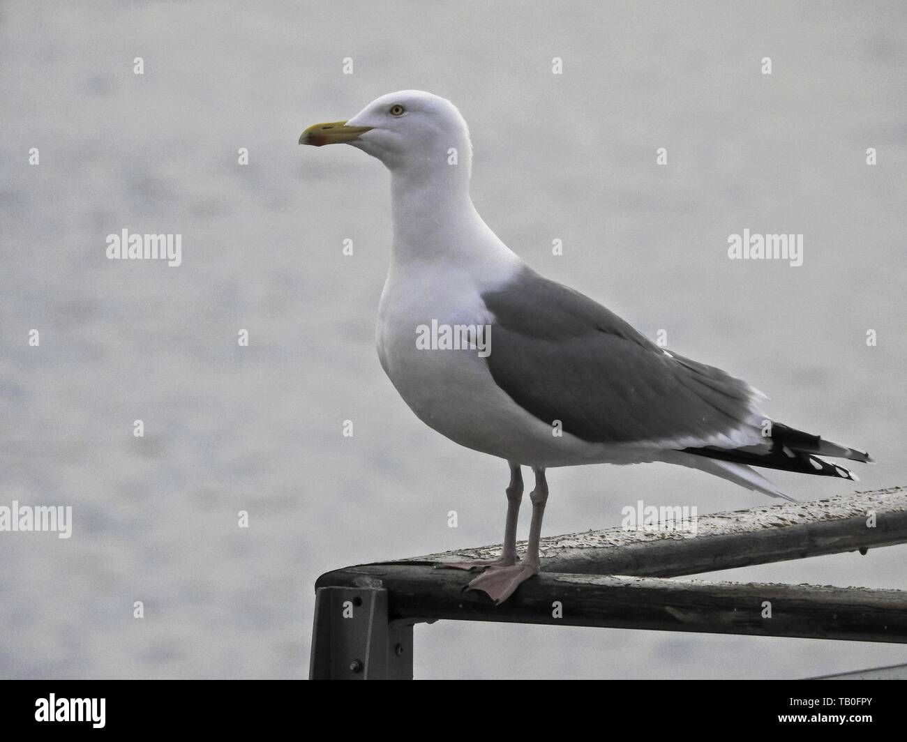 common european gull Stock Photo - Alamy
