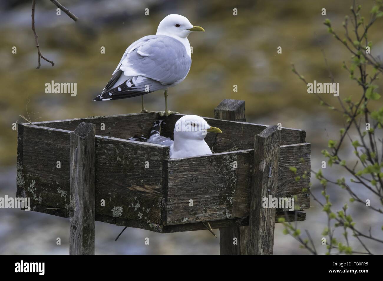 Mew gull house hi-res stock photography and images - Alamy