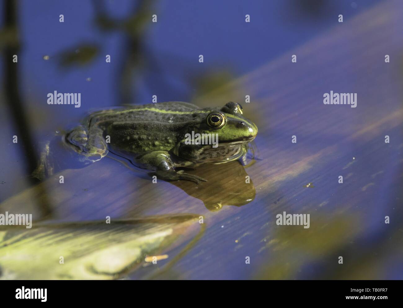 Frog Side View High Resolution Stock Photography and Images - Alamy