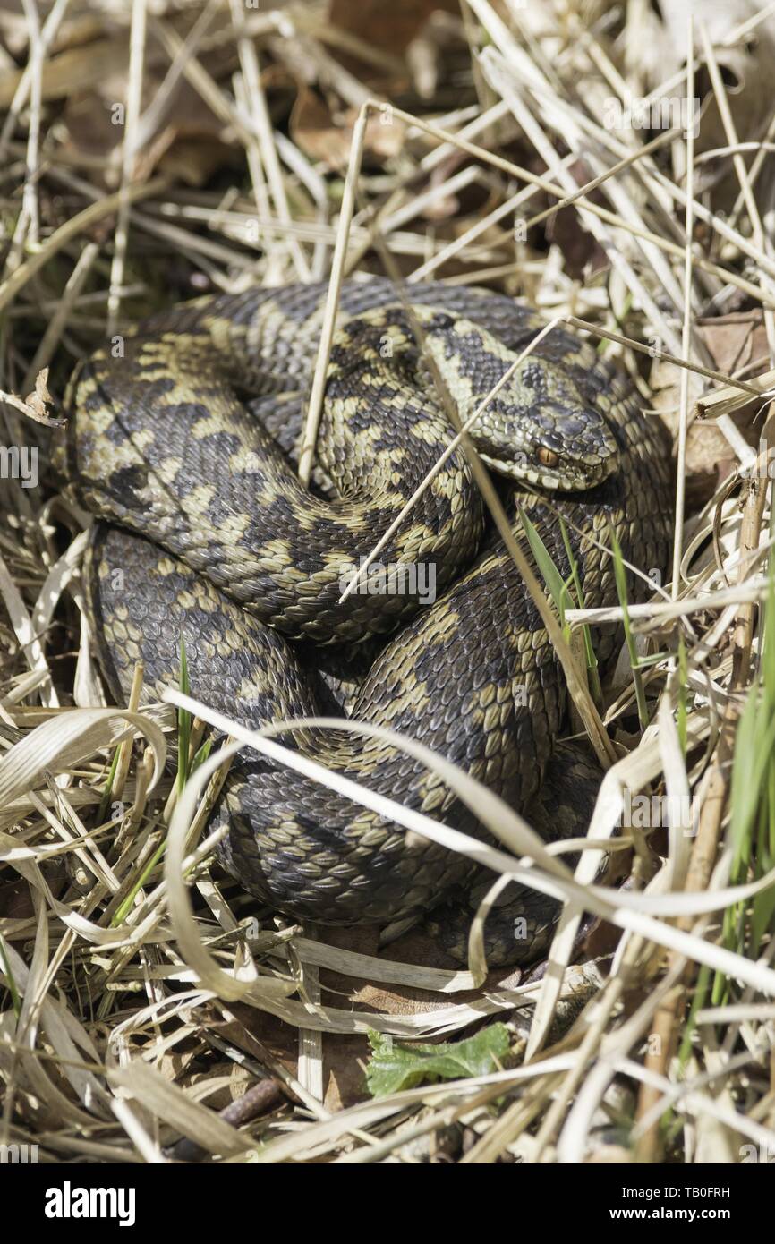 Adder adders northern viper vipers hi-res stock photography and images ...