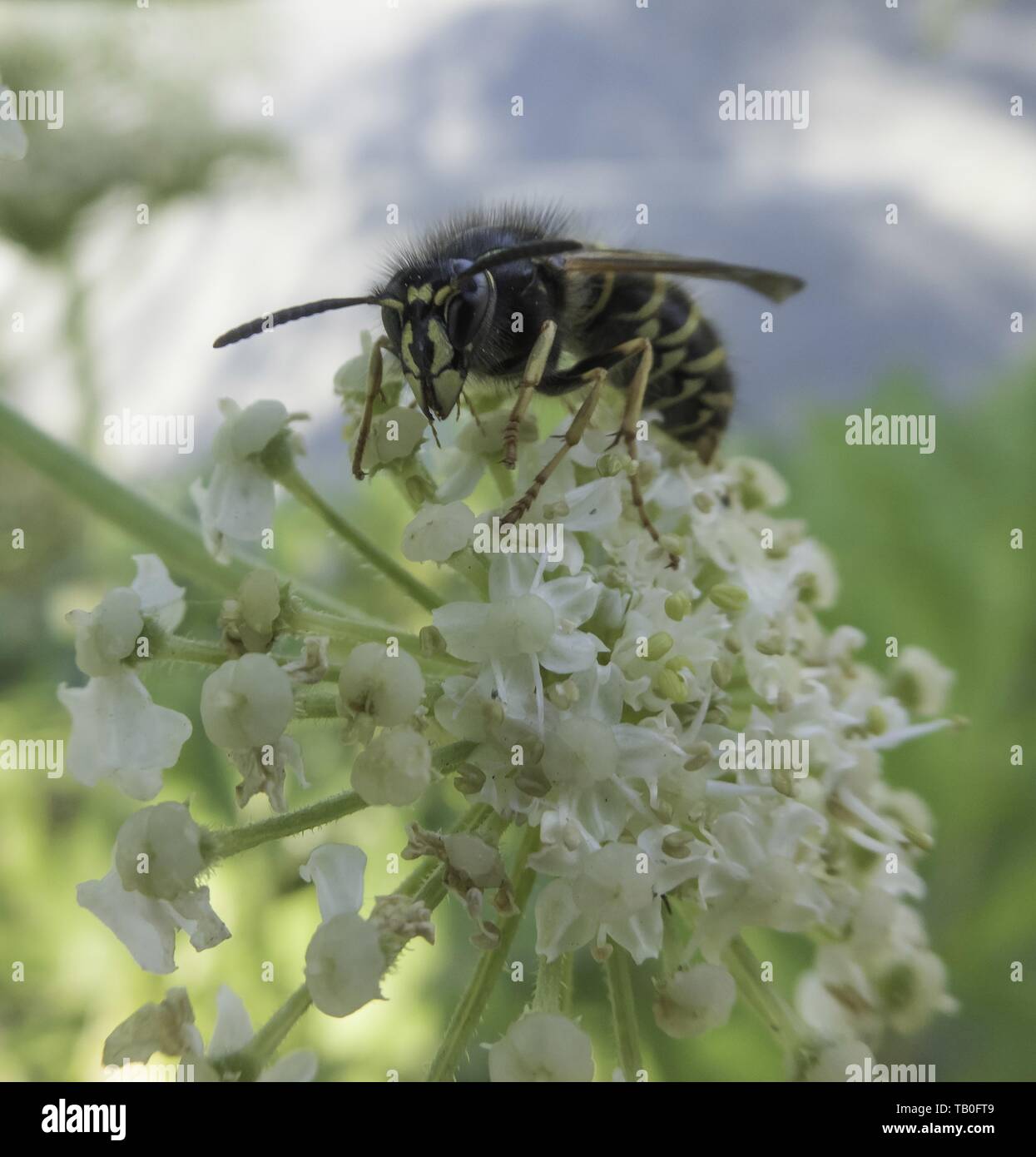 Solo wasp hi-res stock photography and images - Alamy