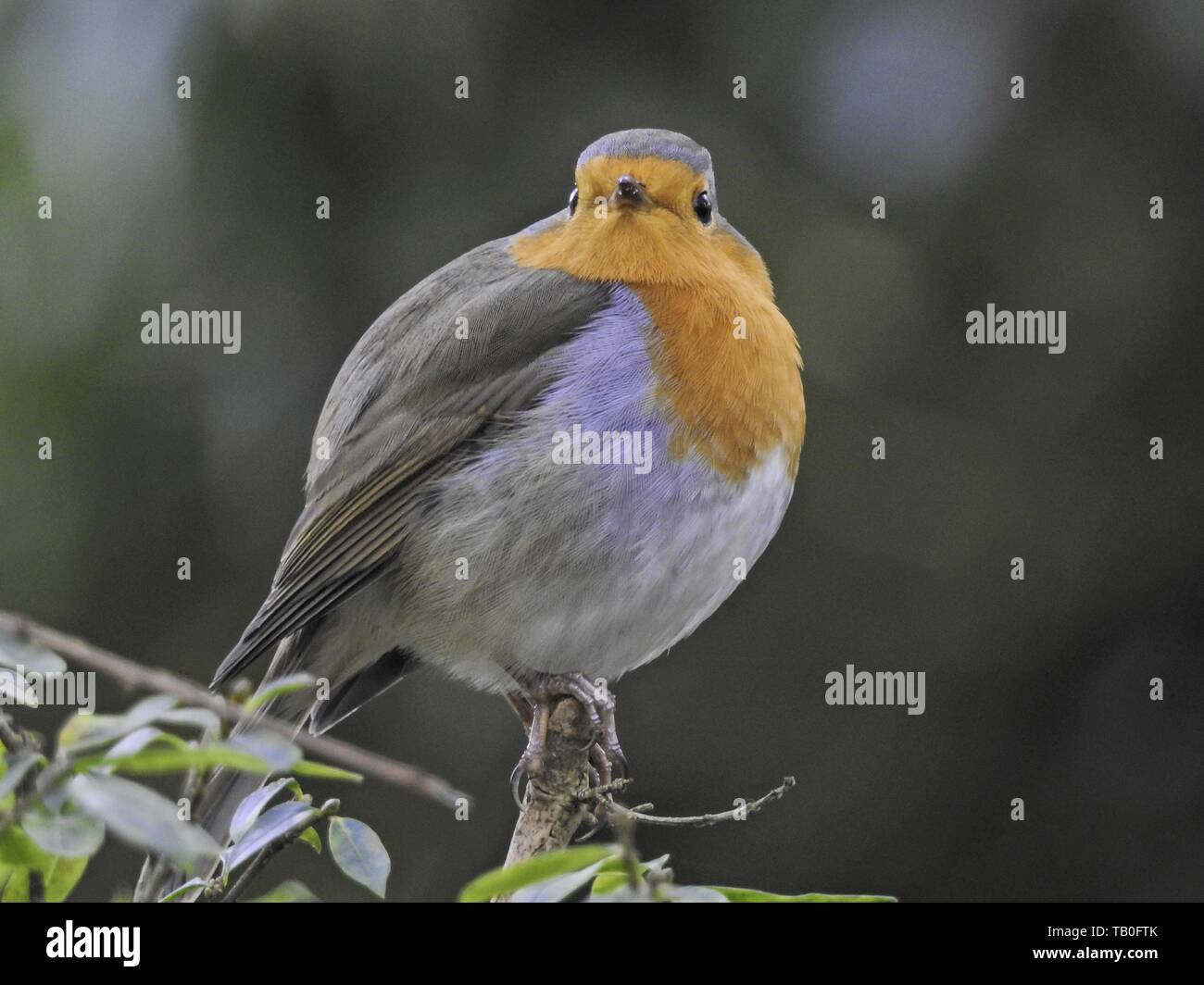 Robins eye hi-res stock photography and images - Alamy