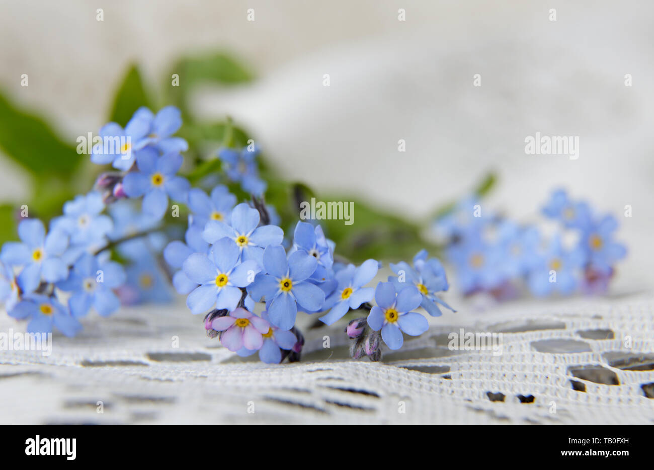 Beautiful light blue forget me not flowers on a white lace background ...