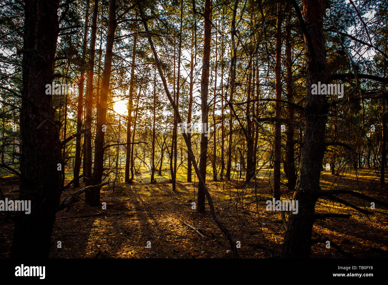 Bright forest landscape hi-res stock photography and images - Alamy