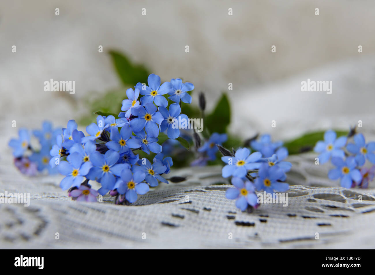 Beautiful light blue forget me not flowers on a white lace background ...